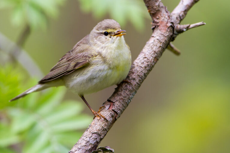Lily of the valley – the beautiful but poisonous national flower of ...